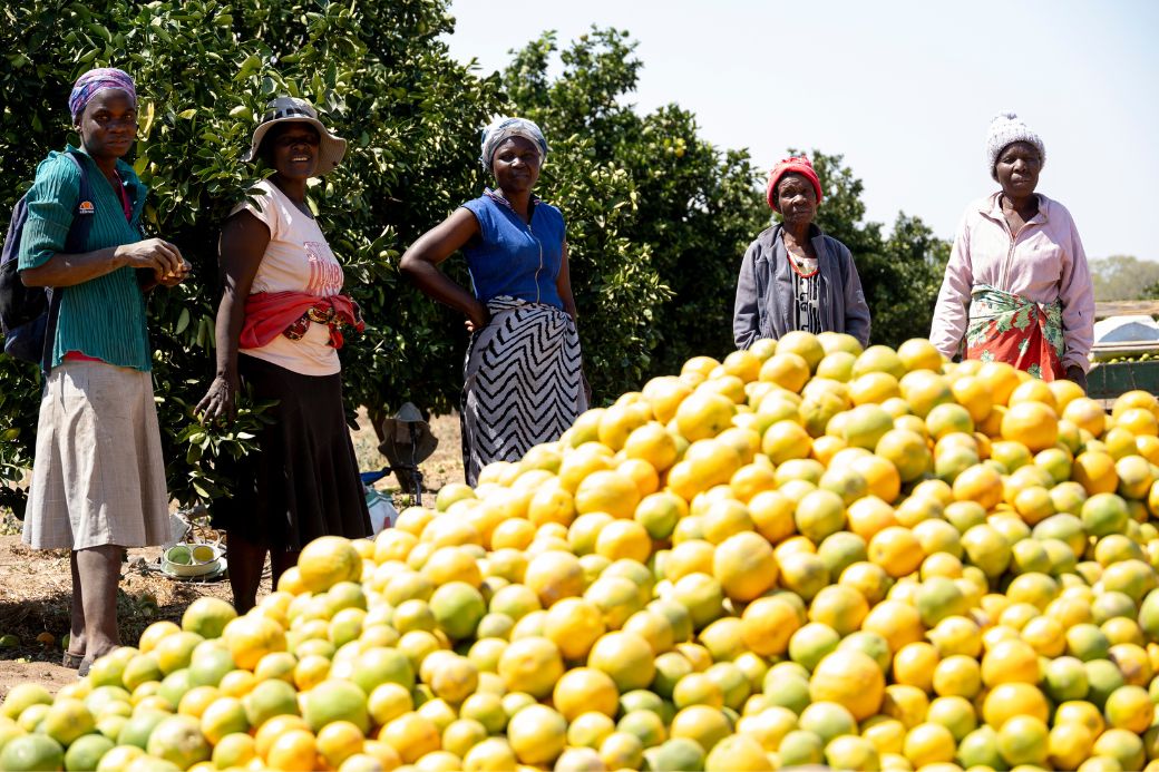 Zimbabwe: coltivando un sogno - CESVI Fondazione - ETS