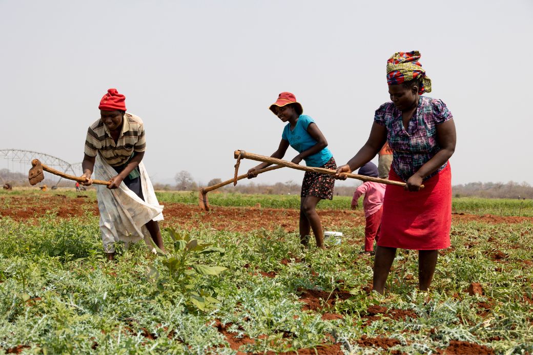 Zimbabwe: coltivando un sogno - CESVI Fondazione - ETS